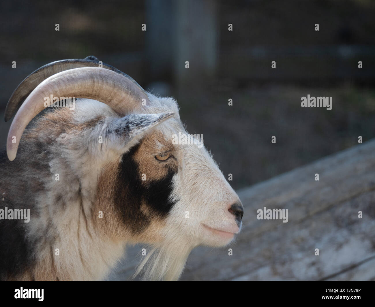 Curled horns hi-res stock photography and images - Alamy