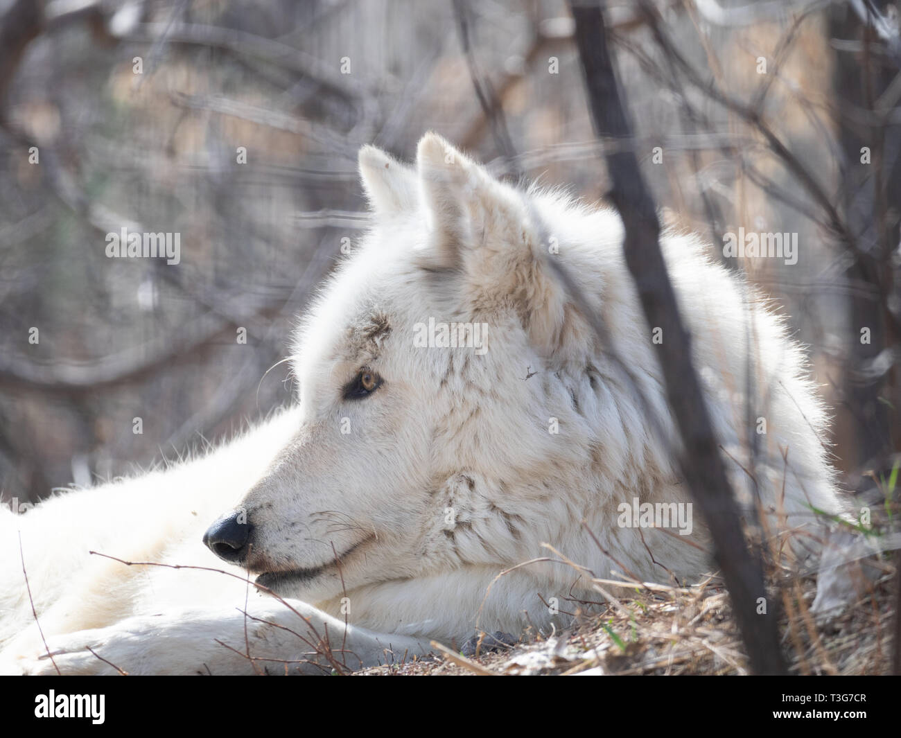 Close up of a gray wolf lying among dried branches and grass ...