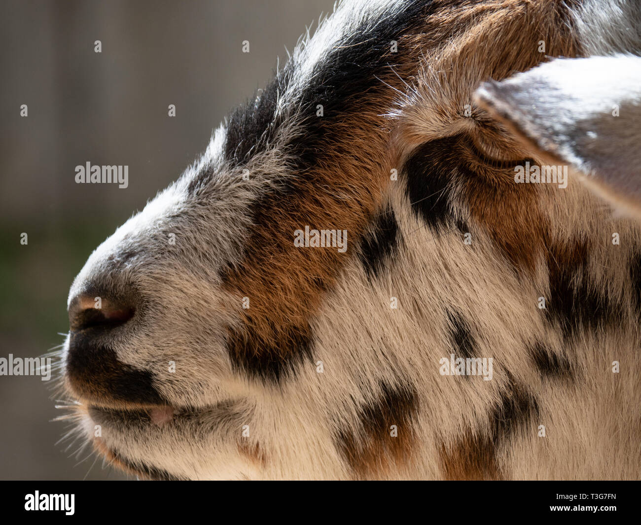 Goat in profile hi-res stock photography and images - Alamy