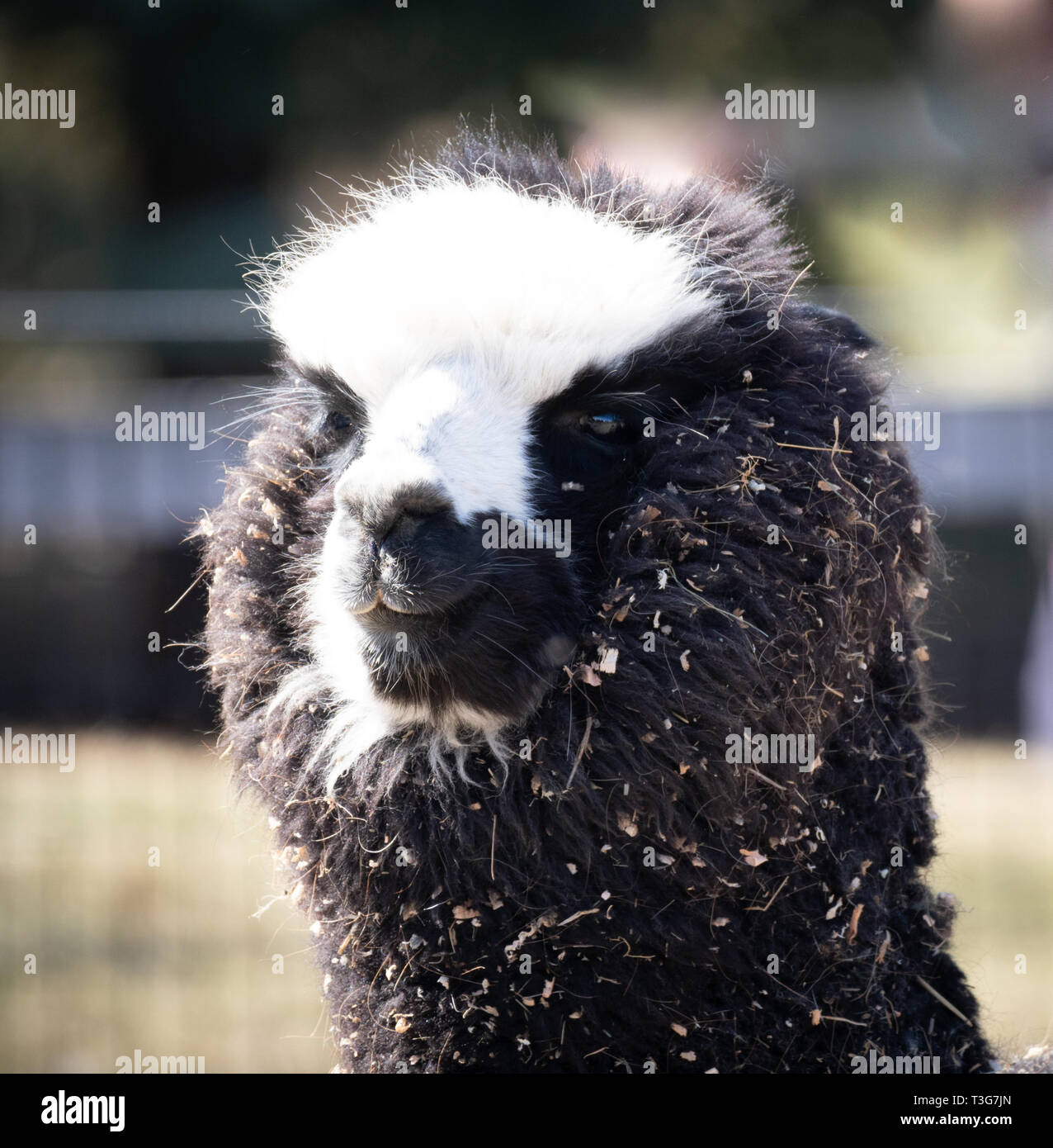 Close up of the head and neck of an alpaca llama with messy fur ...