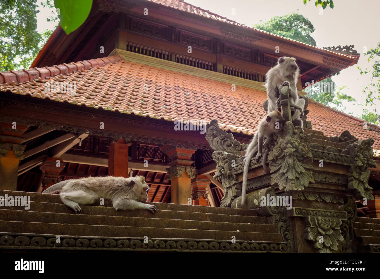 Monkeys on a temple roof in the sacred Monkey Forest, Ubud, Bali ...