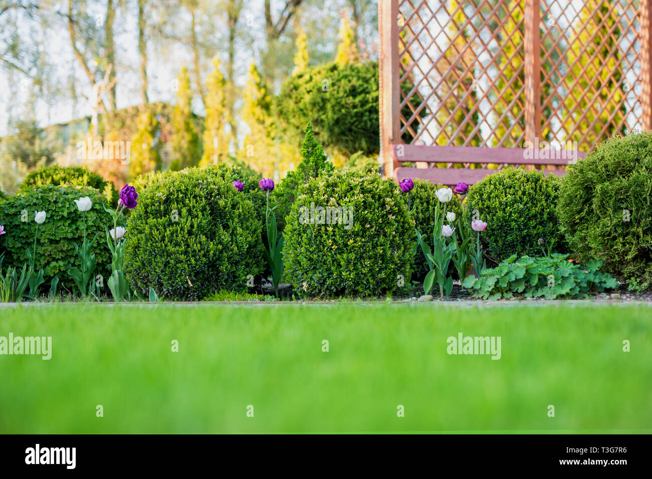 Boxwood Wood High Resolution Stock Photography and Images - Alamy
