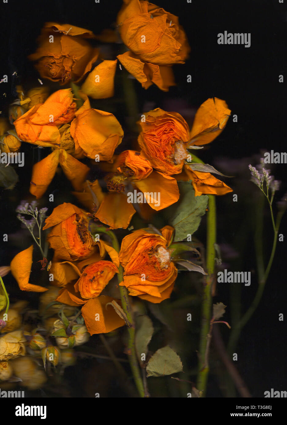Bloom and dead flowers hi-res stock photography and images - Alamy