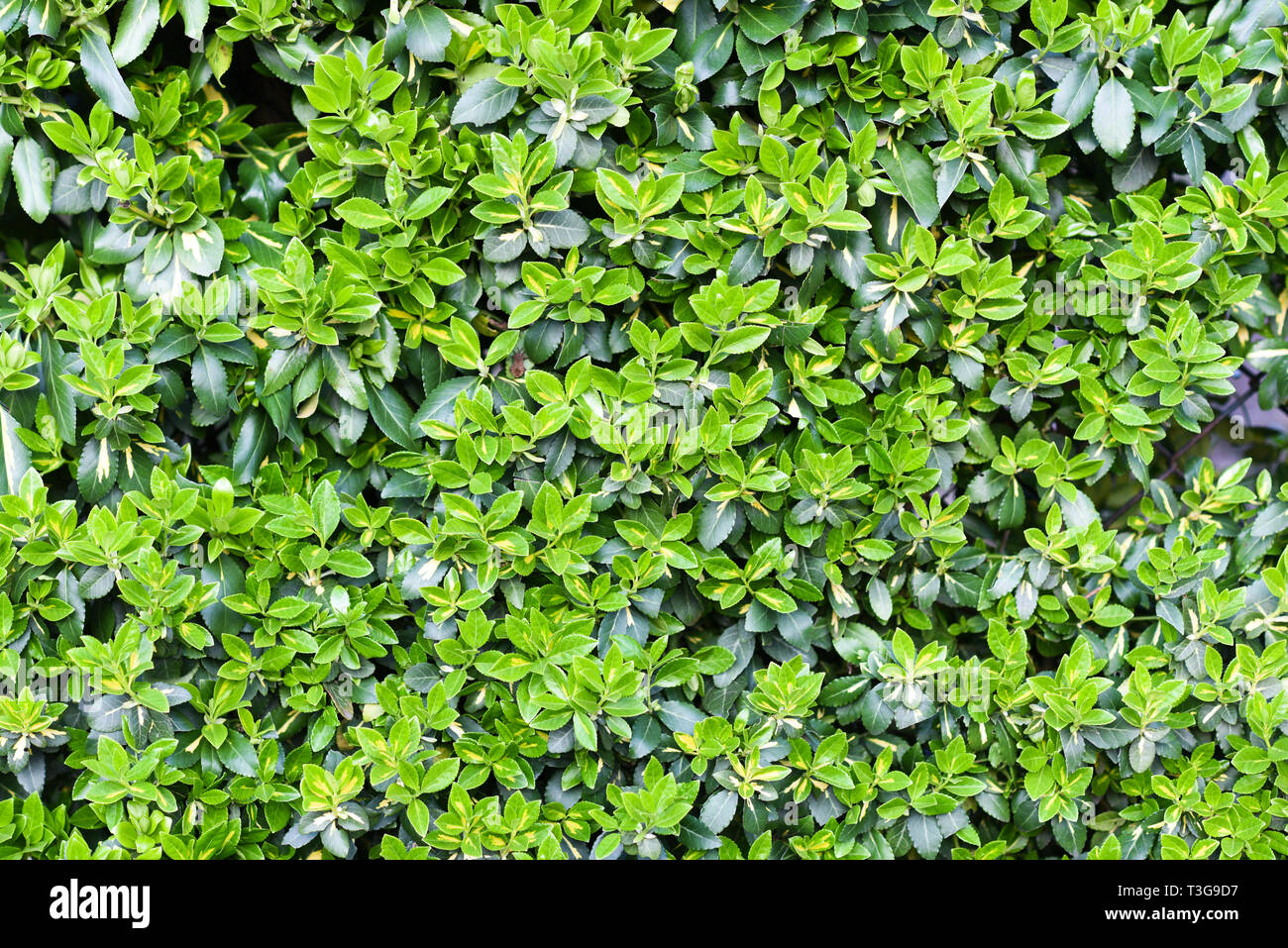 Flowering texture hi-res stock photography and images - Alamy