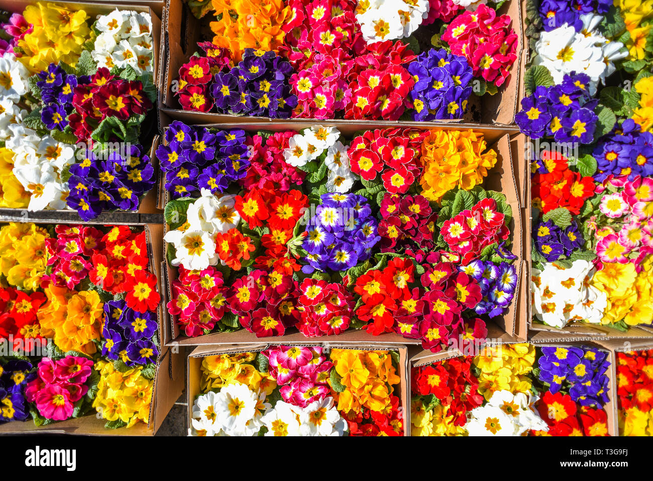Flower texture at the market Stock Photo - Alamy