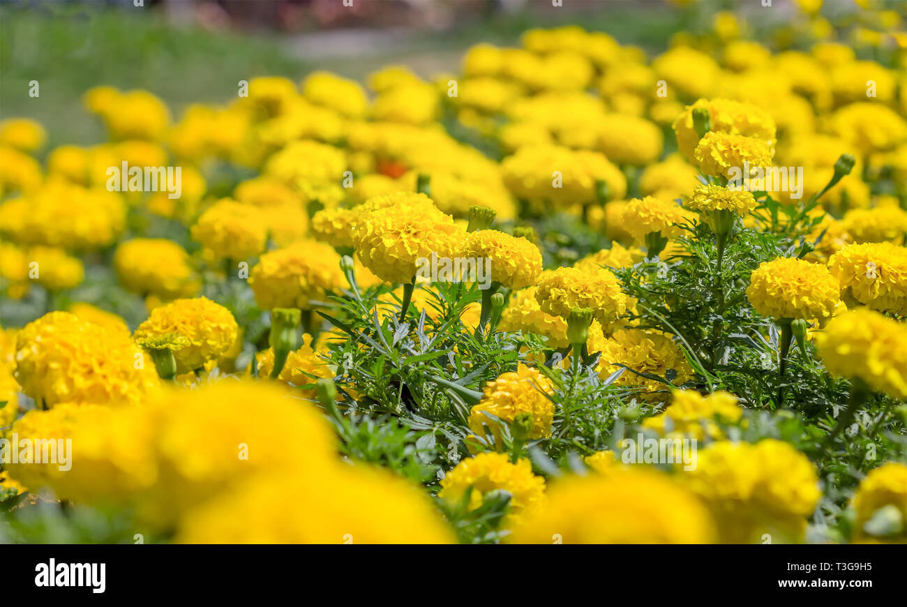 Orange yellow marigold flowers marigold flower hi-res stock photography ...