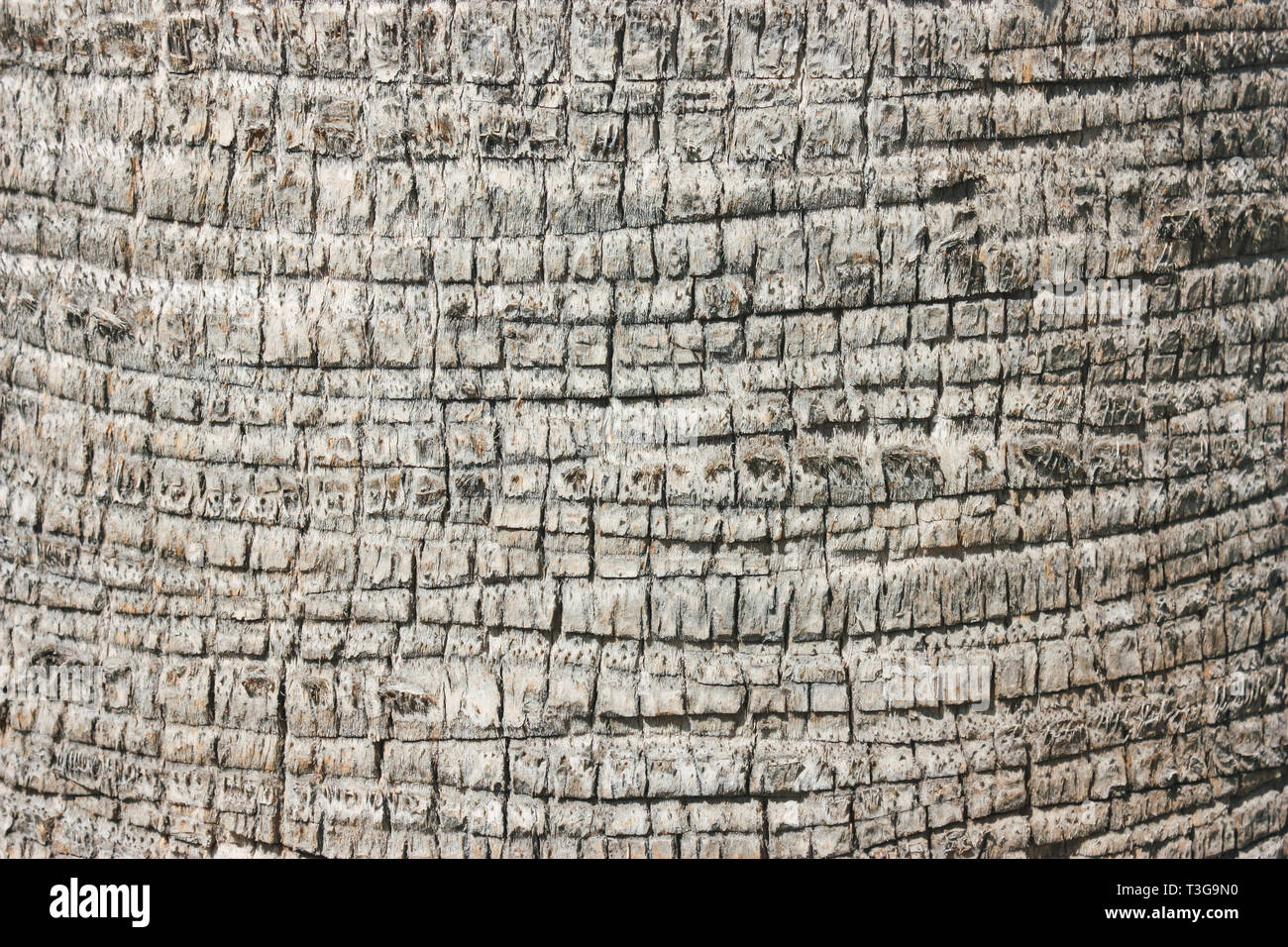 Palm Tree Texture Seamless