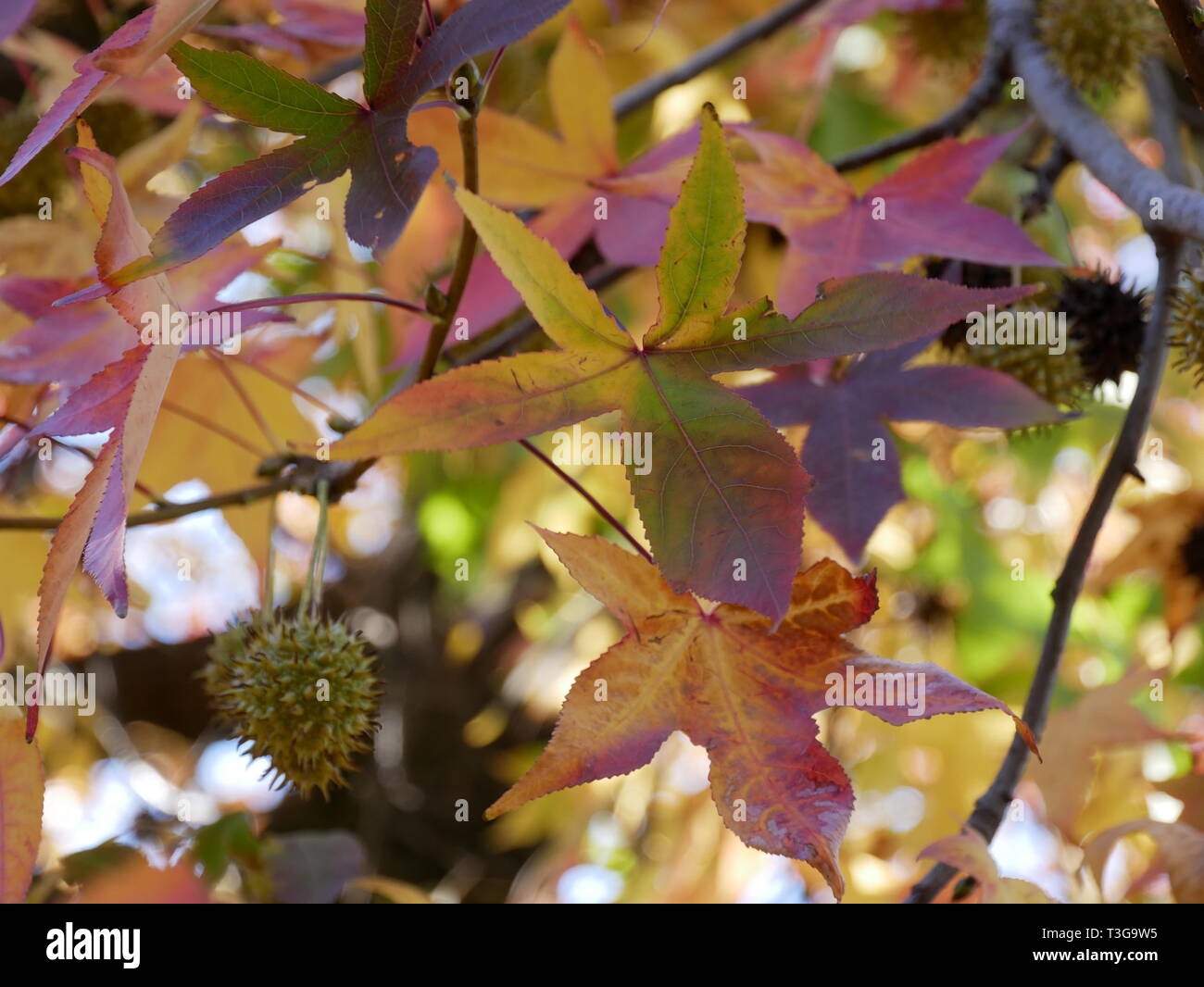Foreign apples hi-res stock photography and images - Alamy
