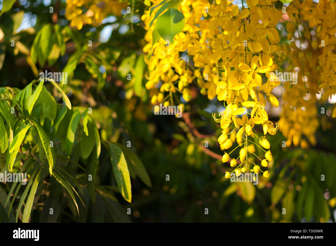 Close up Golden Shower Tree flower bloom sun light blur background, Cassia fistula, Thailand ...