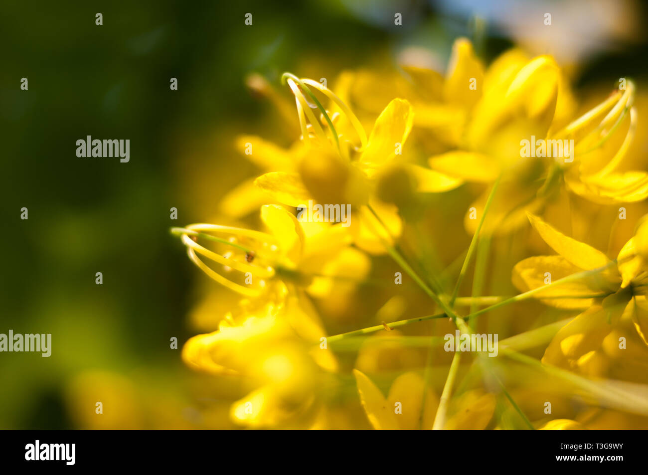 Close up Golden Shower Tree flower bloom sun light blur background, Cassia fistula, Thailand ...