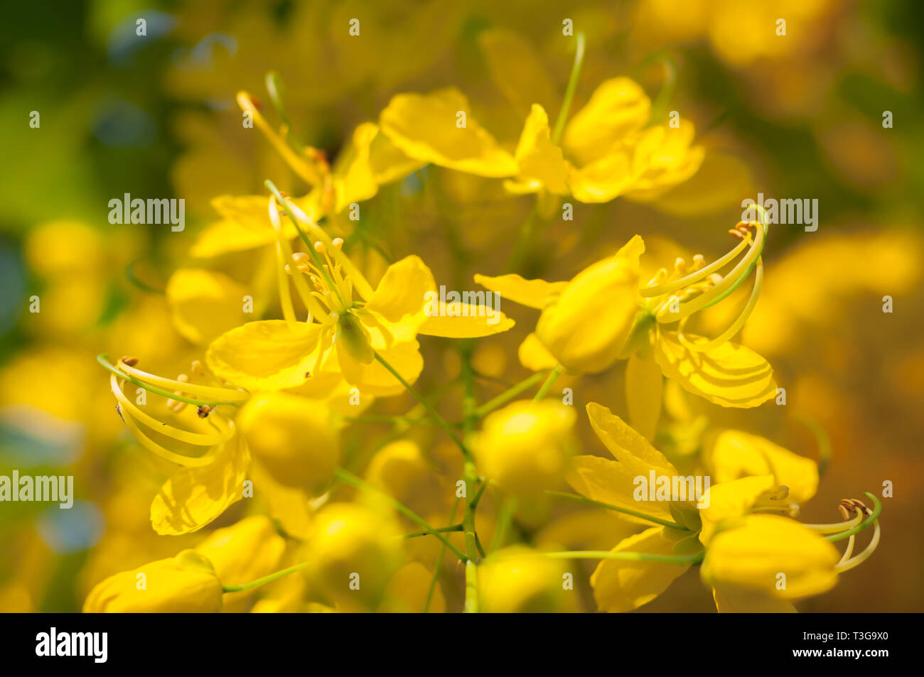 Close up Golden Shower Tree flower bloom sun light blur background, Cassia fistula, Thailand ...