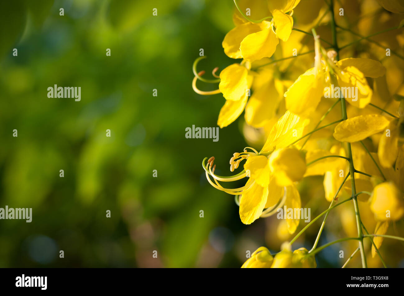Close up Golden Shower Tree flower bloom sun light blur background, Cassia fistula, Thailand ...