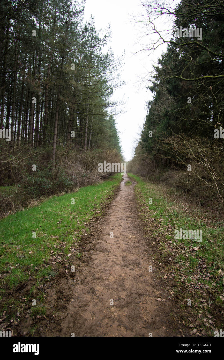 Long path in Salcey forest Northamptonshire UK Stock Photo - Alamy