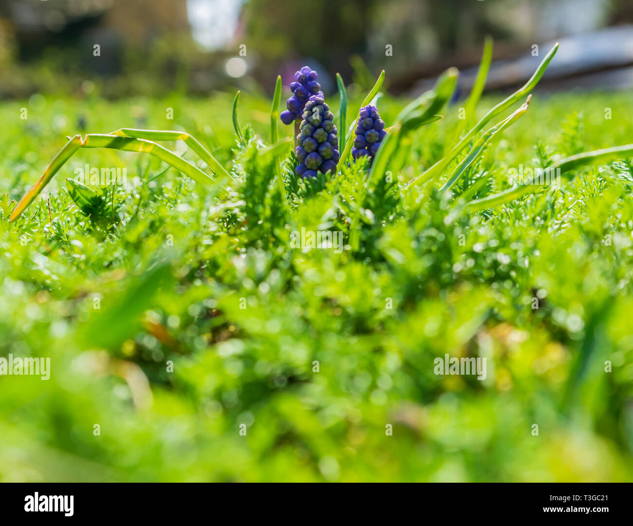 outdoor natatur flower Stock Photo - Alamy