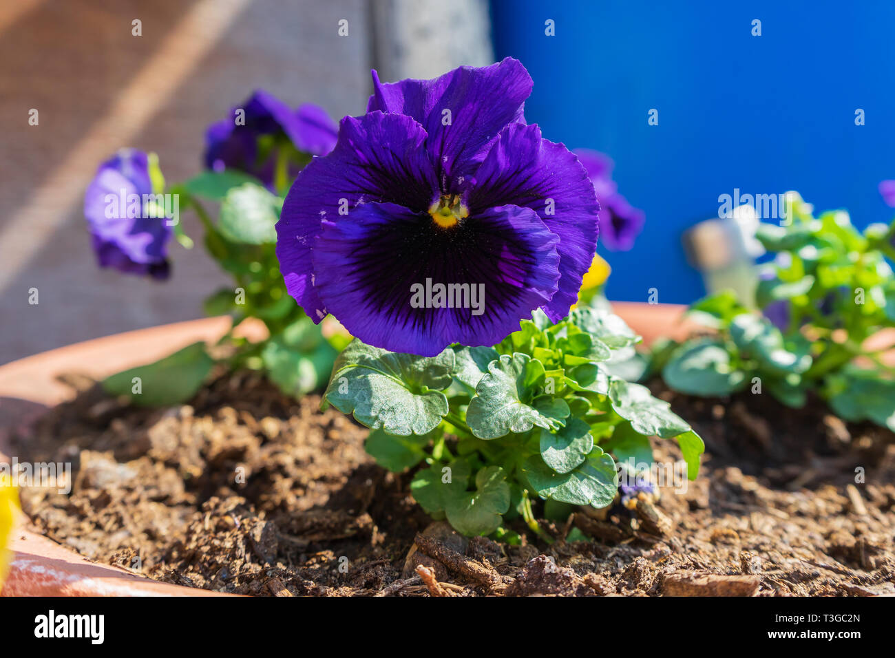 outdoor natatur flower Stock Photo - Alamy