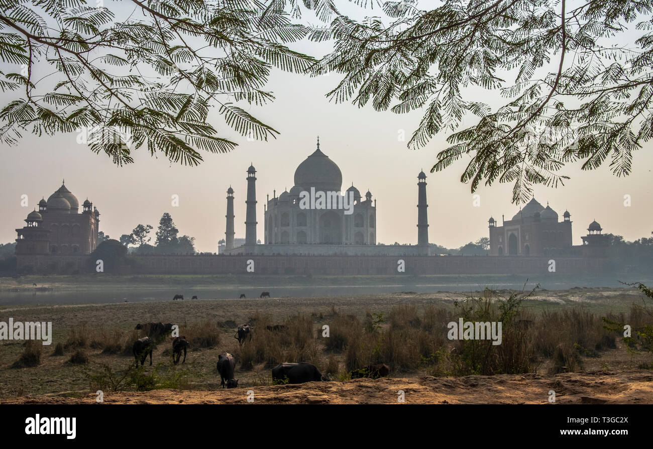 india taj mahal in a frame of a tree Stock Photo - Alamy