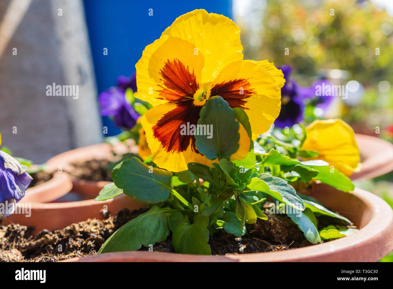 outdoor natatur flower Stock Photo - Alamy