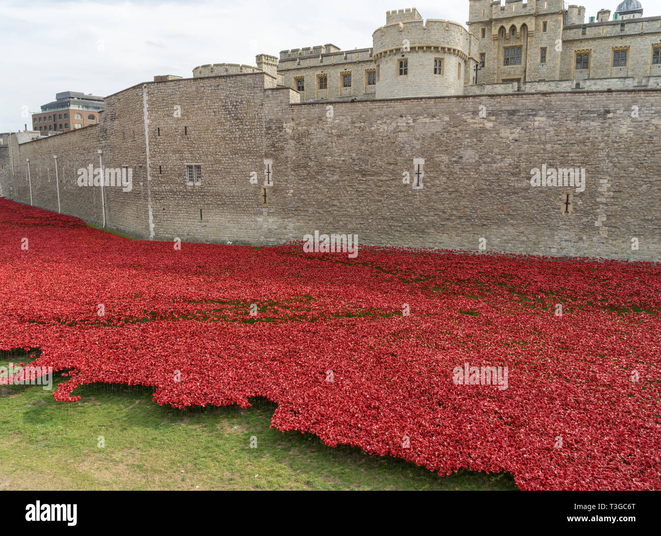 Tower of London Poppy display, Created by artists Paul Cummins and Tom ...