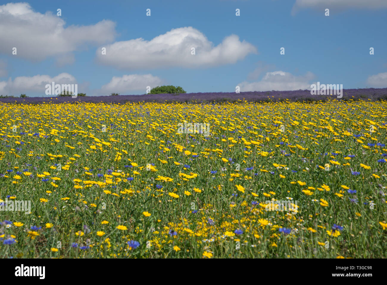 Wildflower meadow, British countryside on a sunny day with blue sky and ...