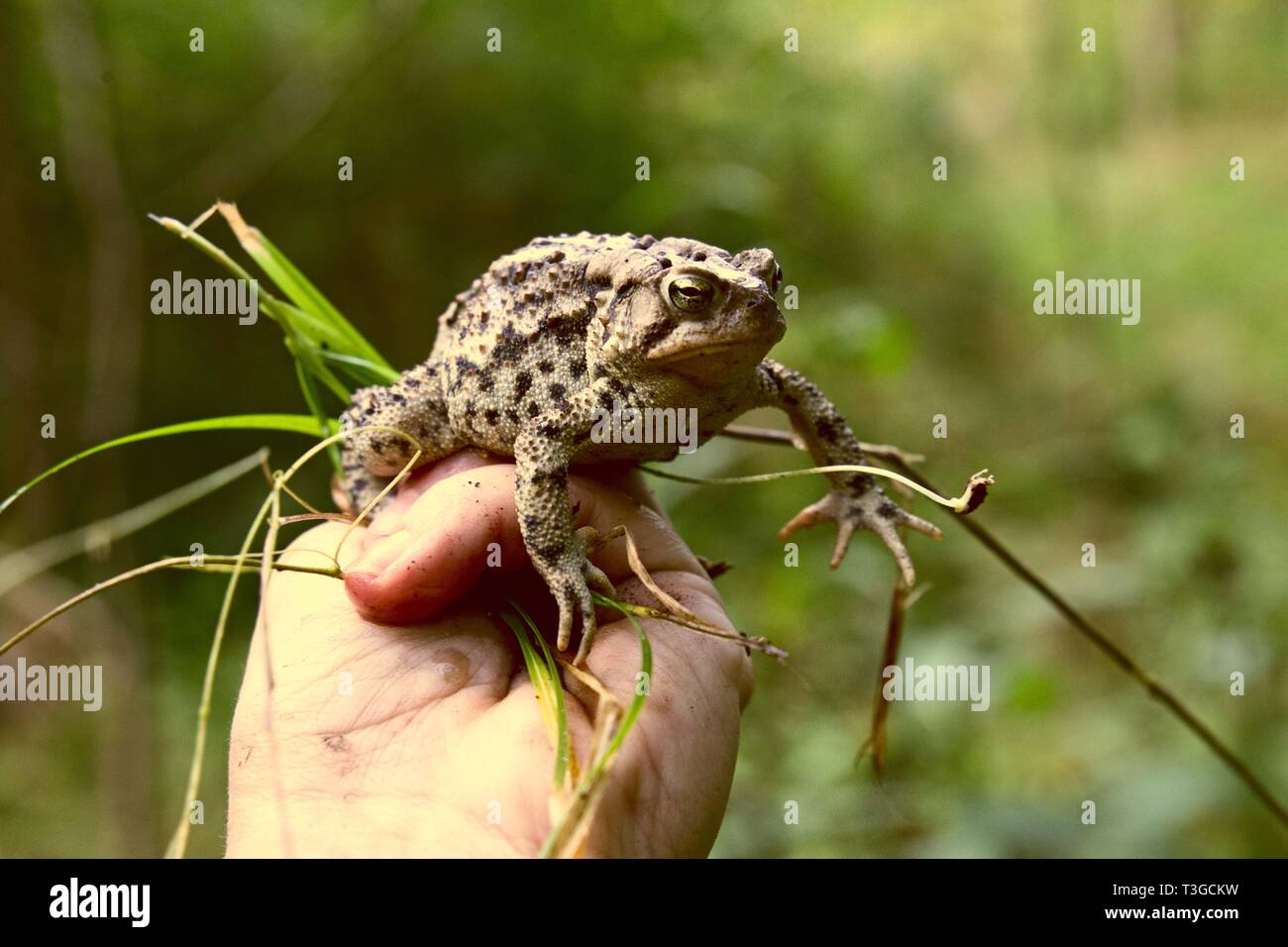 Toad in the forest Stock Photo - Alamy
