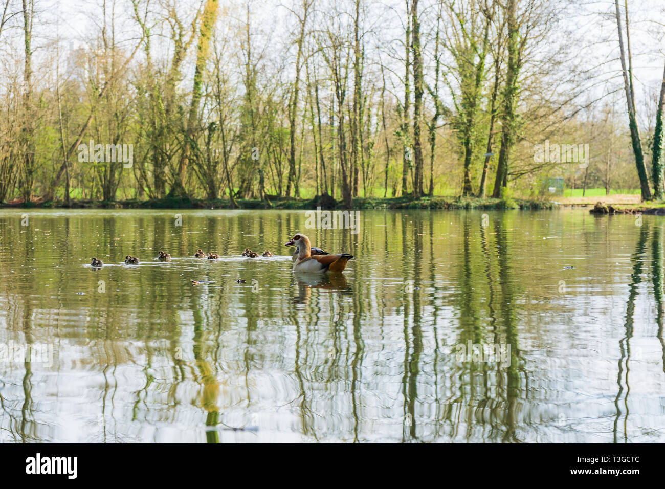 Duck family with cubs on lake Stock Photo - Alamy