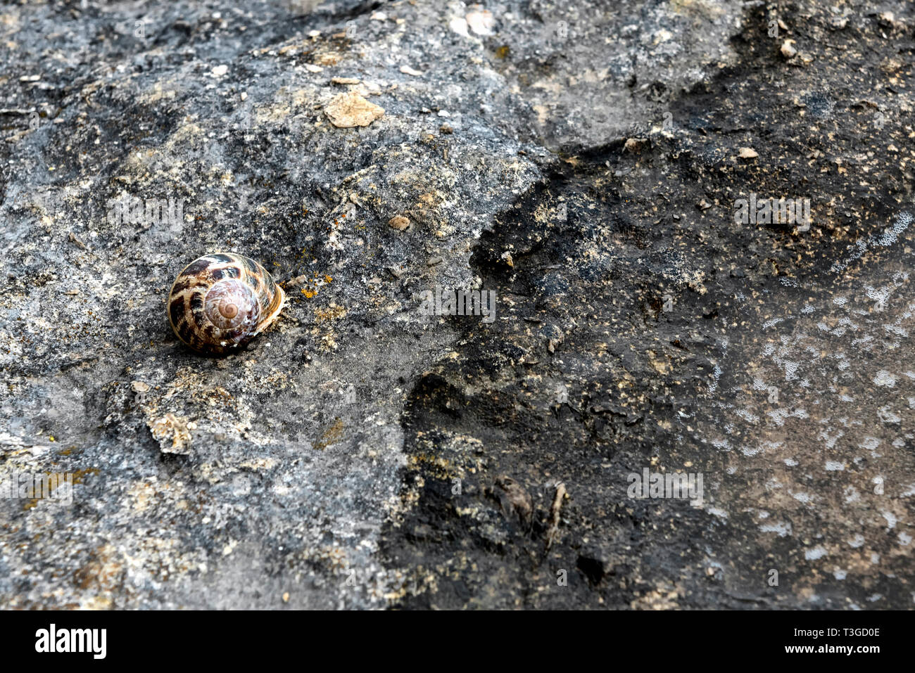 Sea snail on rock hi-res stock photography and images - Alamy
