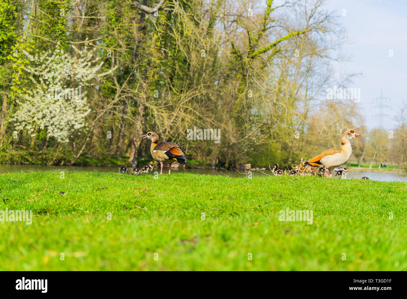 Duck family with cubs on the shore of a lake Stock Photo - Alamy