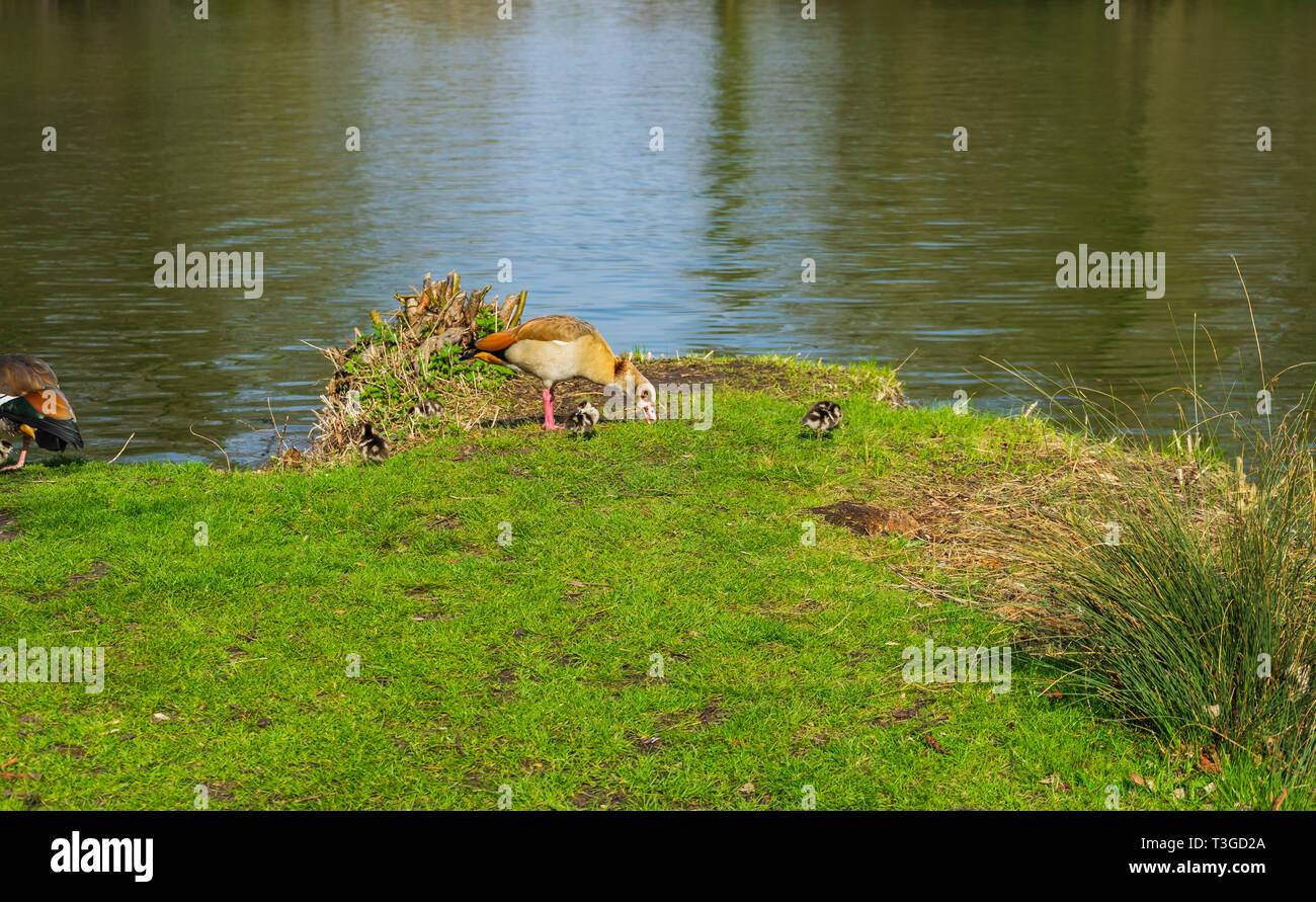 Duck family with cubs on the shore of a lake Stock Photo - Alamy
