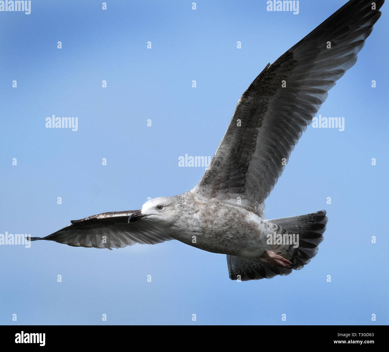 Young gull flying and looking for food at seaside resort Stock Photo ...
