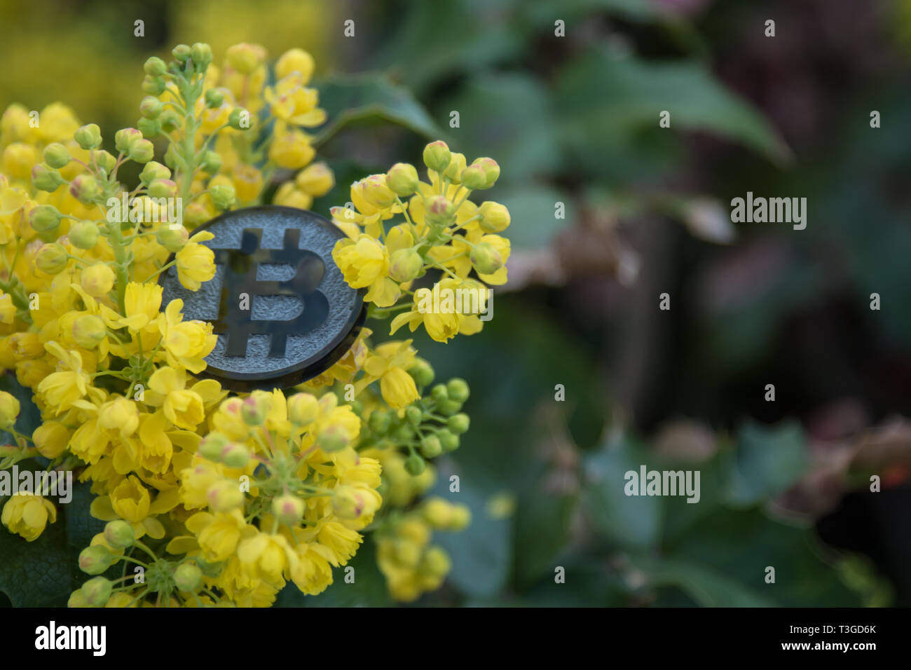 Made from black plastic custom bit coin in nature Stock Photo - Alamy