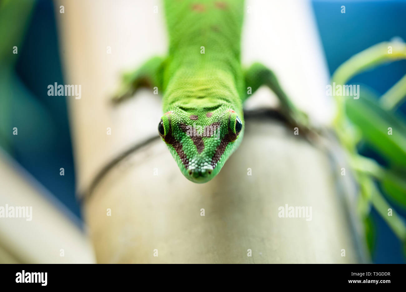 Green lizard texture hi-res stock photography and images - Alamy