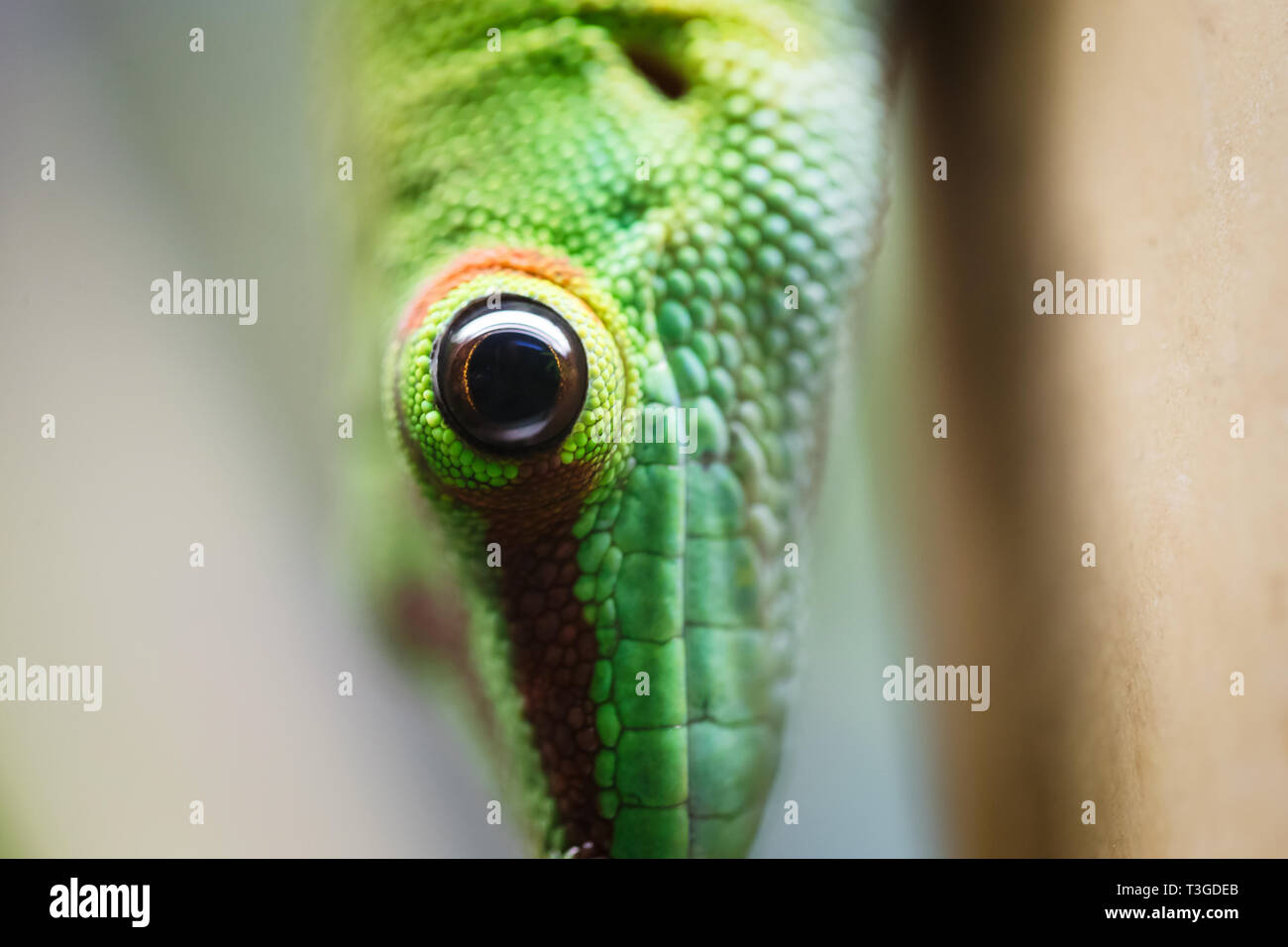 Green eye gecko hi-res stock photography and images - Alamy