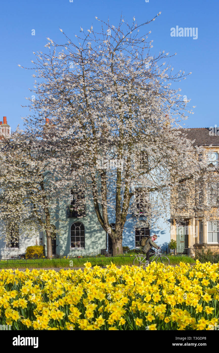 A cyclist passes Spring Daffodils and a magnificent flowering cherry in ...