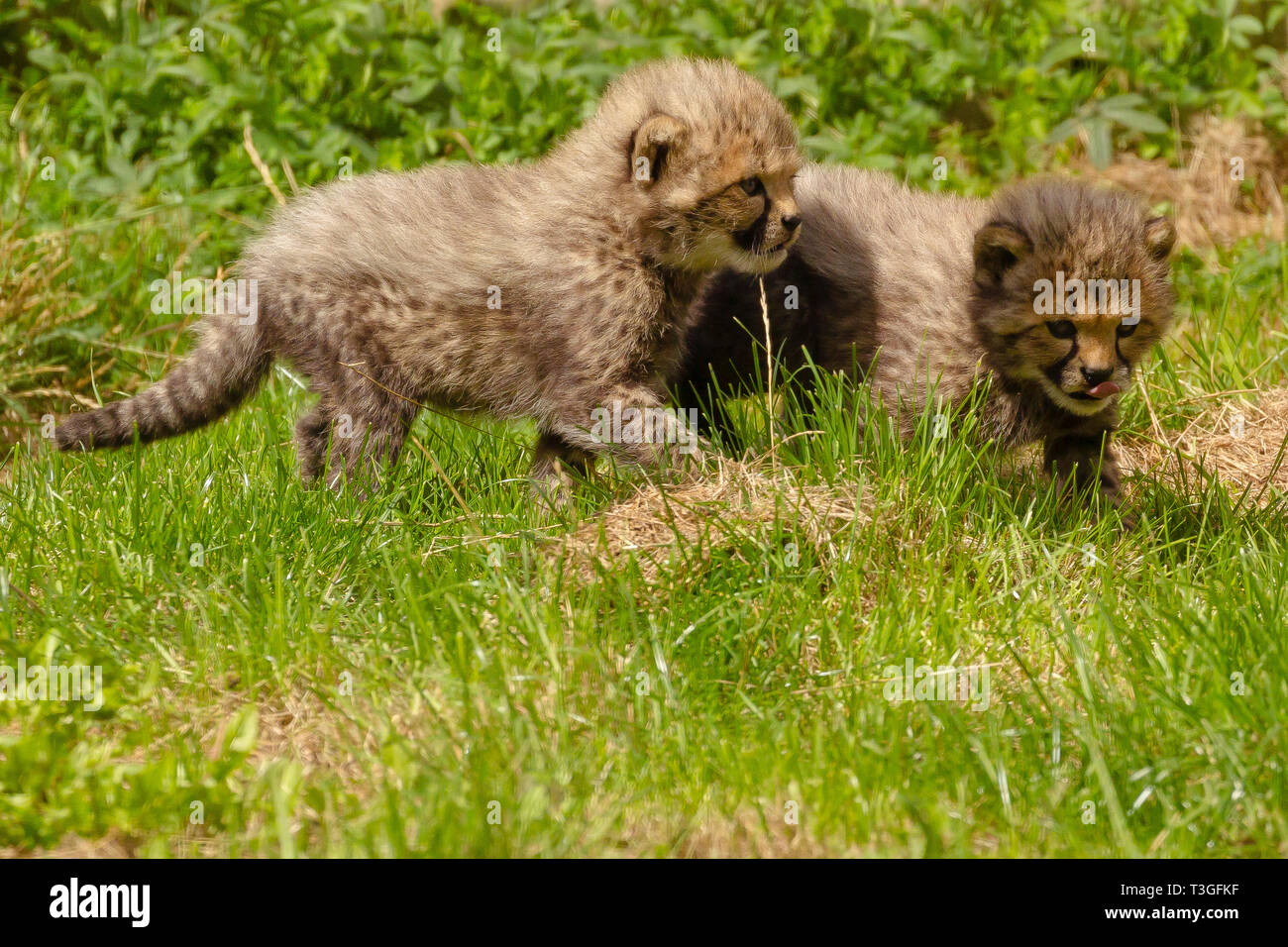 Two Cheetah Cubs ( Acinonyx jubatus ) Walking Through Grass Stock Photo ...