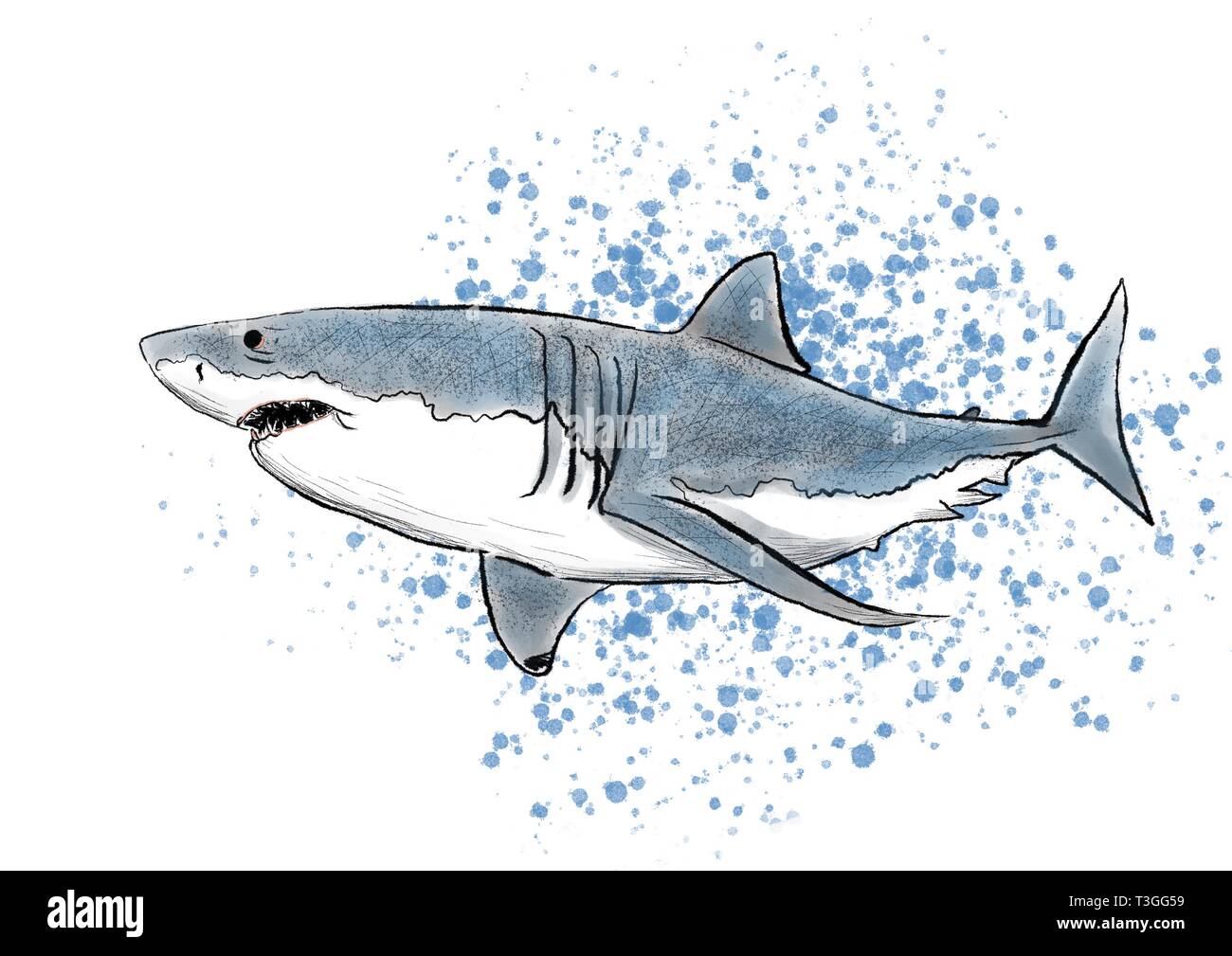 A Great White shark illustration Stock Photo - Alamy