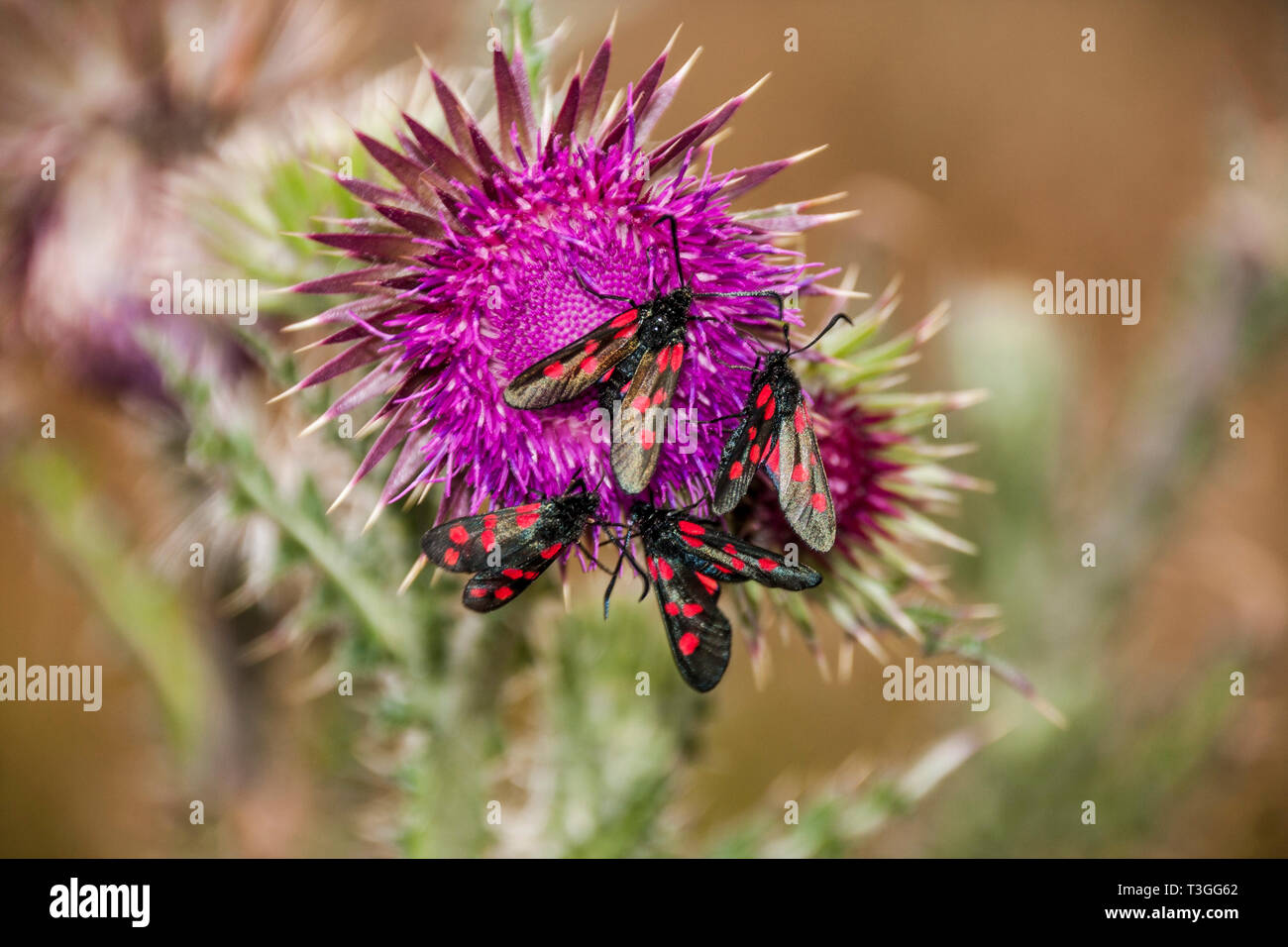 Five insects hi-res stock photography and images - Alamy