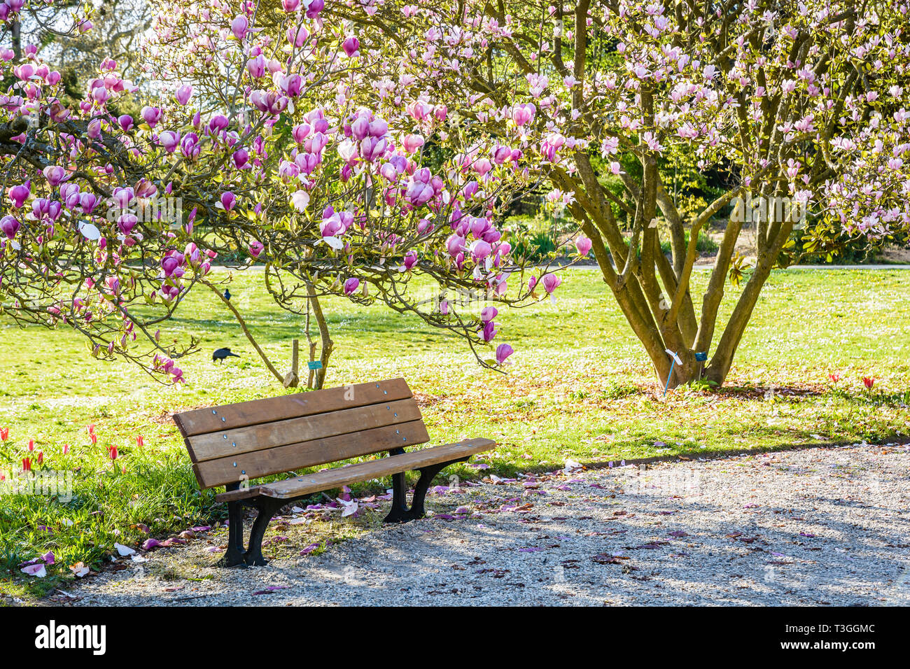 Bench under a white magnolia hi-res stock photography and images - Alamy