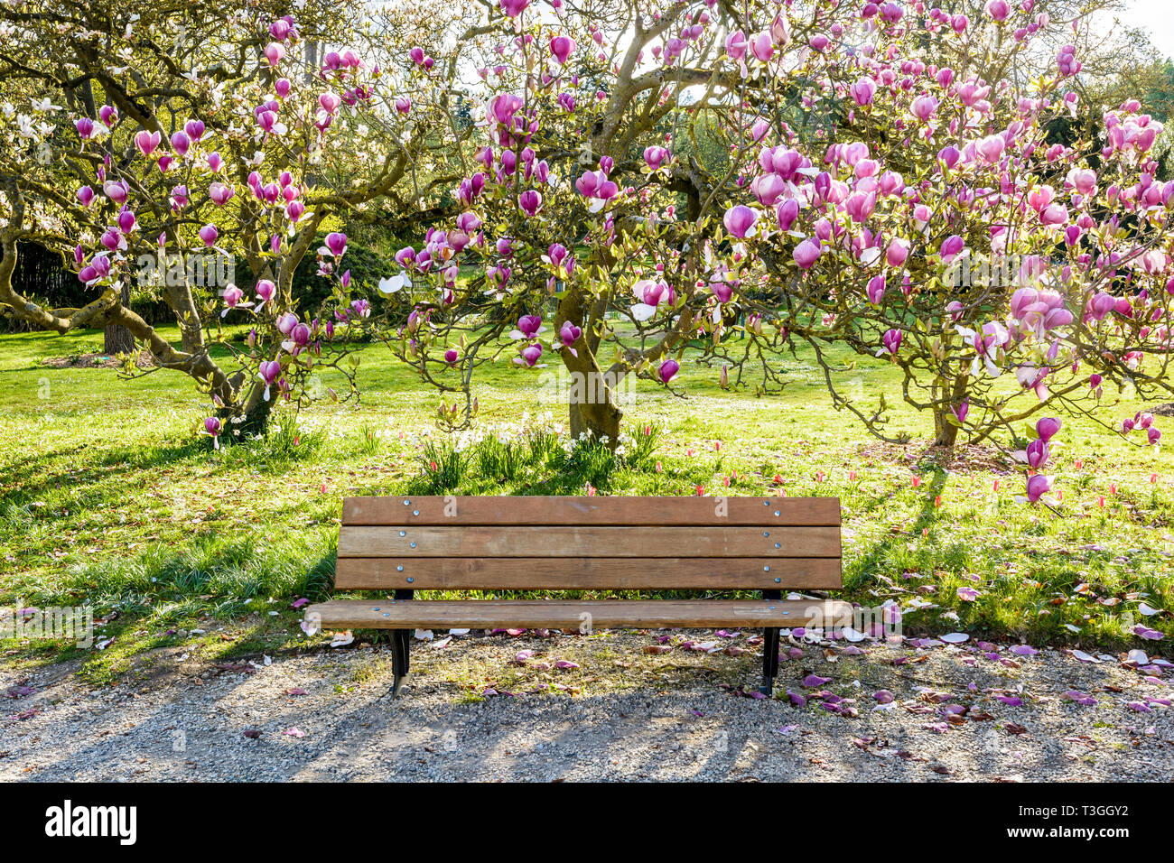 Bench under a white magnolia hi-res stock photography and images - Alamy