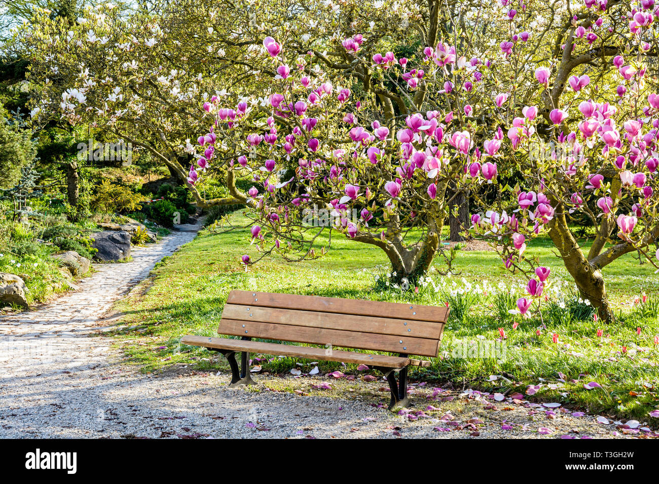 Tree trunk magnolia hi-res stock photography and images - Alamy