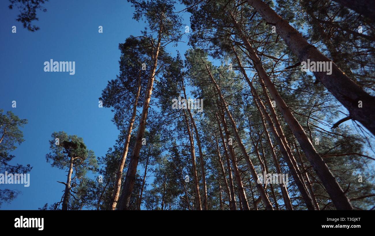 Spruce branches sway in wind hi-res stock photography and images - Alamy