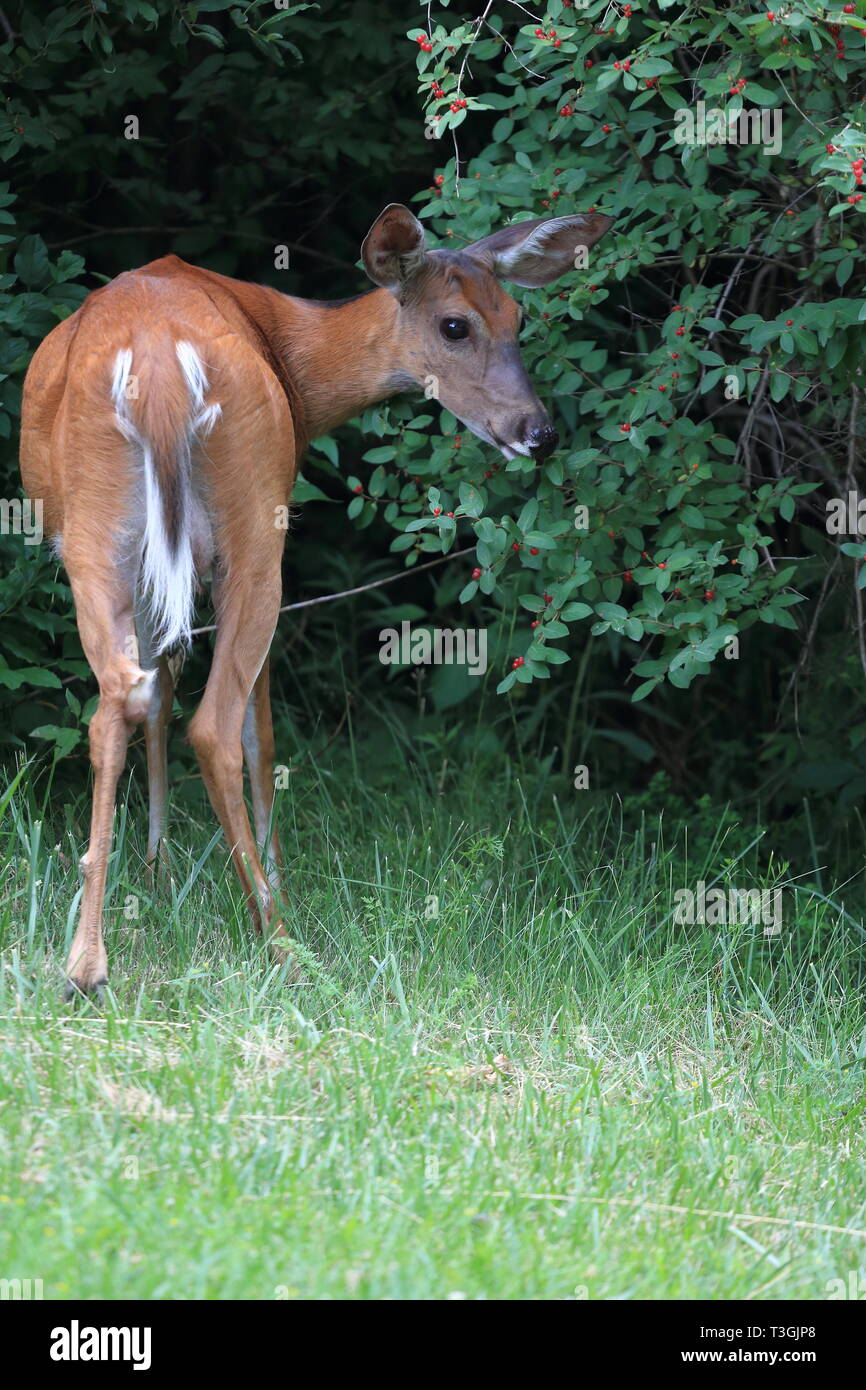 Deer eating berries hi-res stock photography and images - Alamy