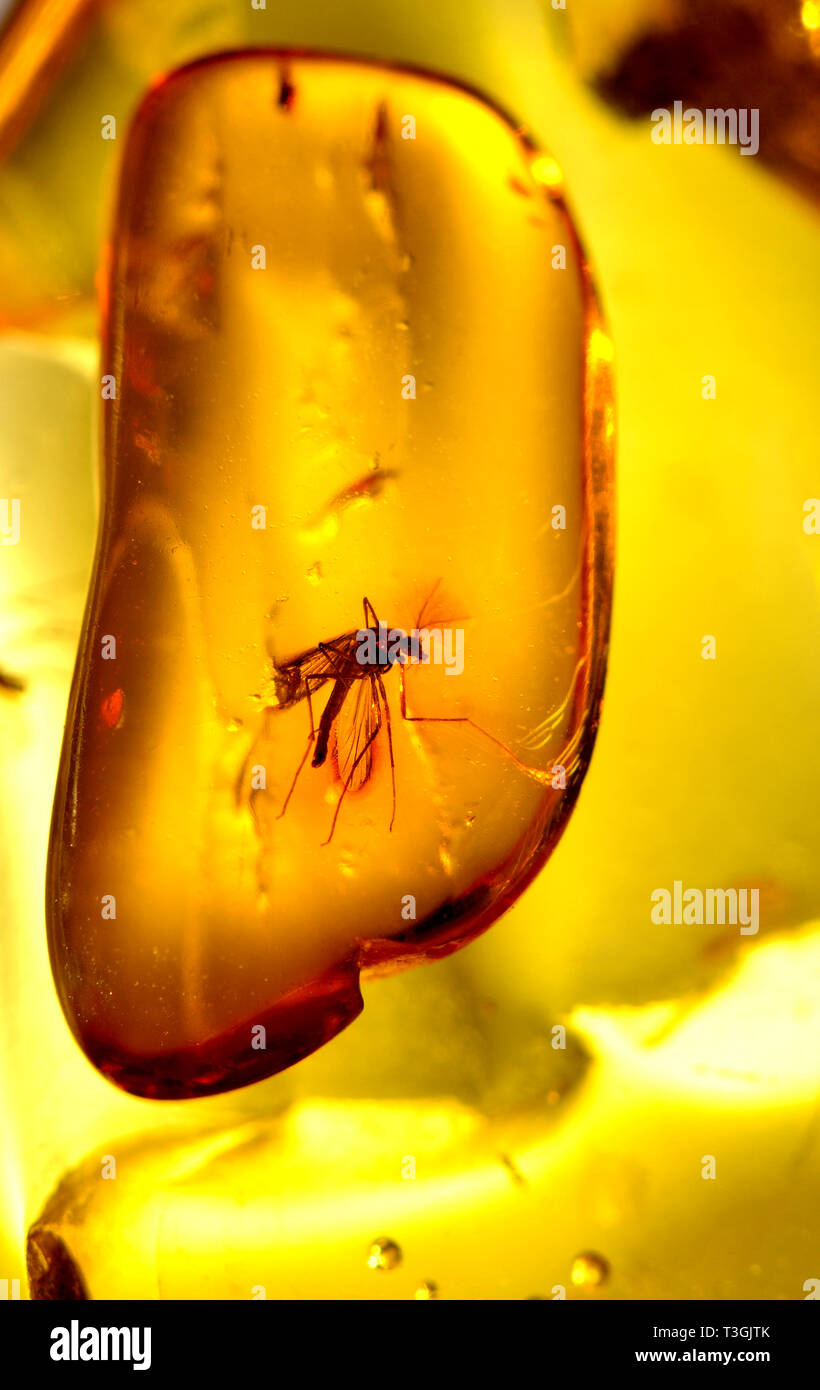 Prehistoric fly in Baltic amber Stock Photo - Alamy