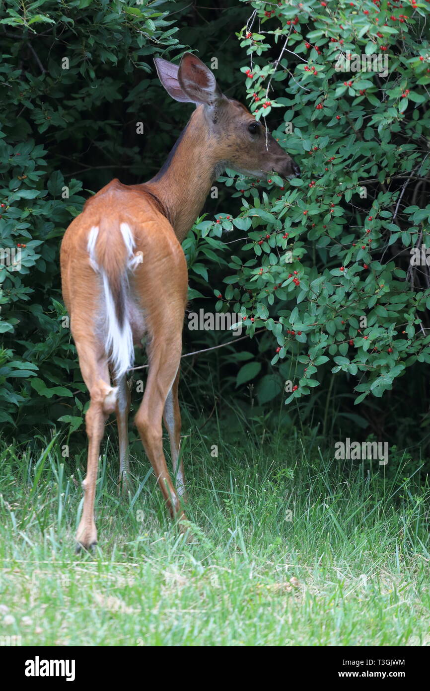 Deer eating berries hi-res stock photography and images - Alamy