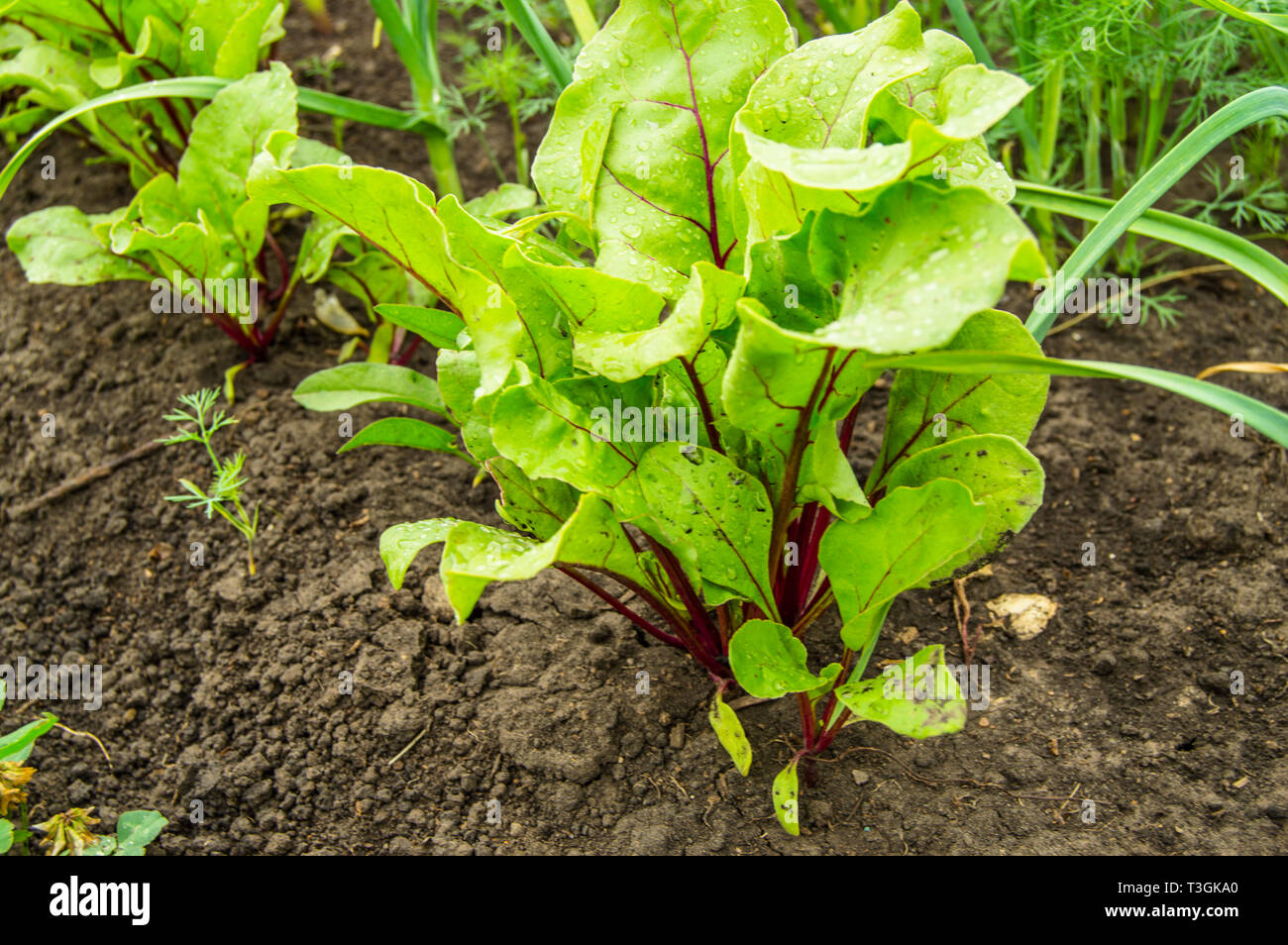 Growing beet tops in water hi-res stock photography and images - Alamy