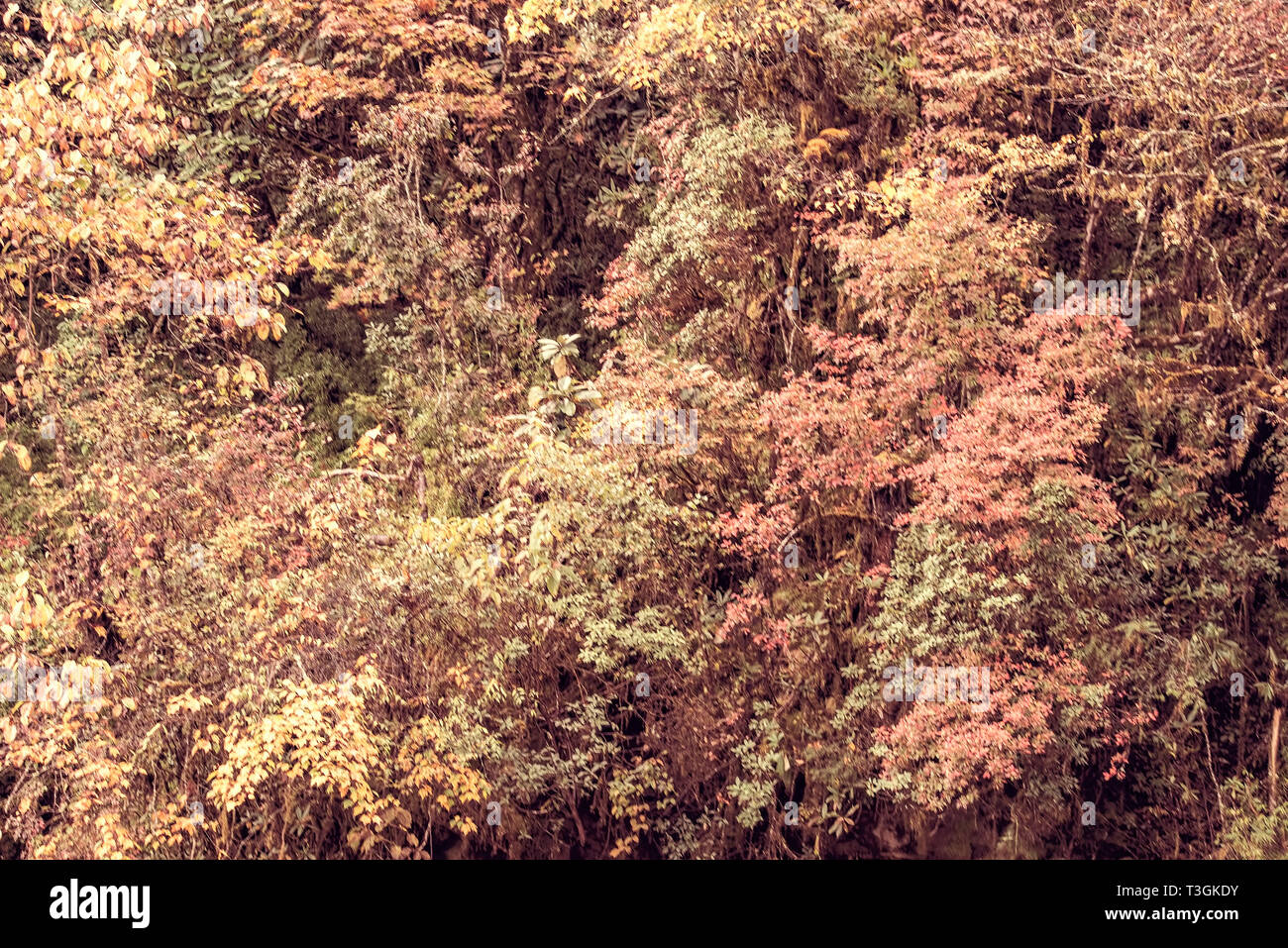 Bhutan pollution hi-res stock photography and images - Alamy