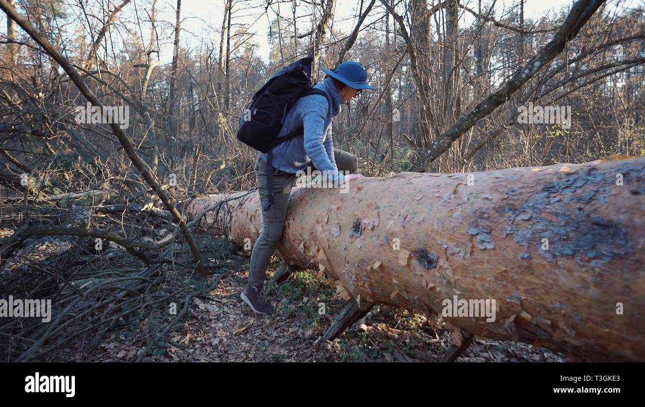 Young woman tourist with a backpack steps over a fallen tree in the ...