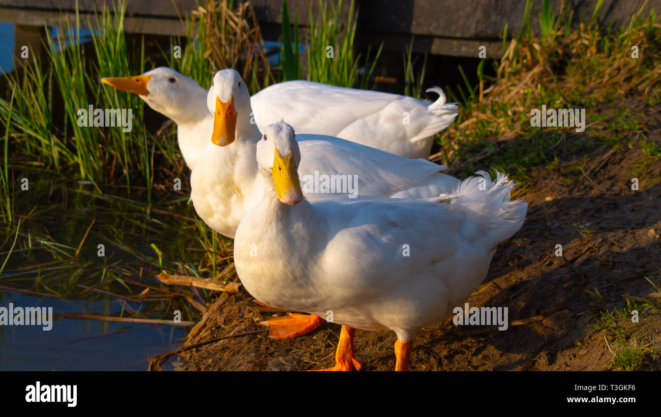 Large White Heavy, Pekin, Peking Aylesbury Duck on side Pond showing ...