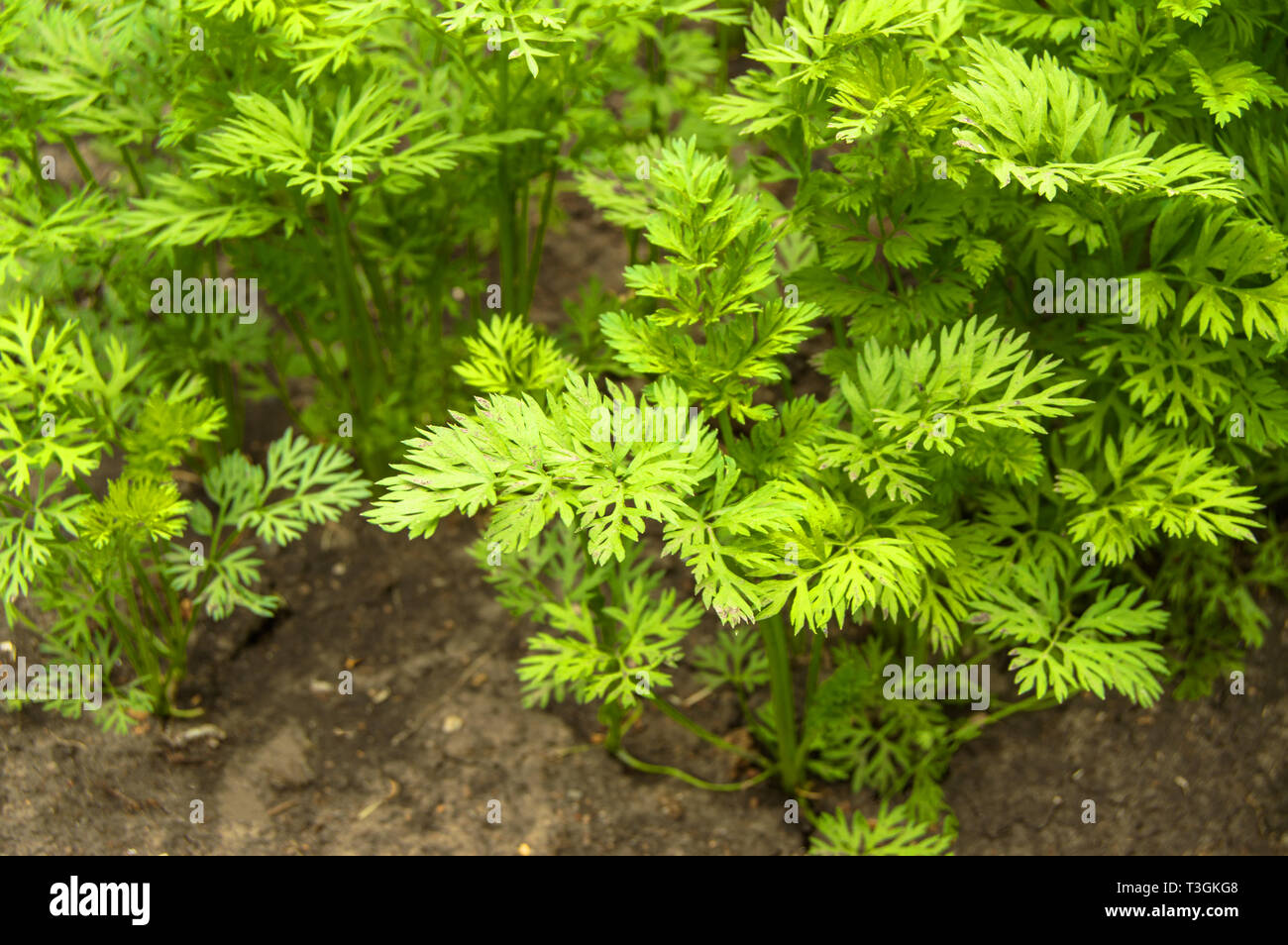 Growing carrot tops hi-res stock photography and images - Alamy