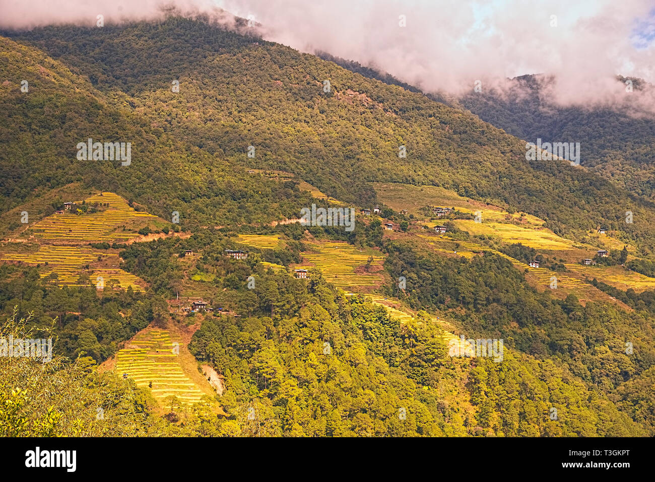 Forest of bhutan hi-res stock photography and images - Alamy
