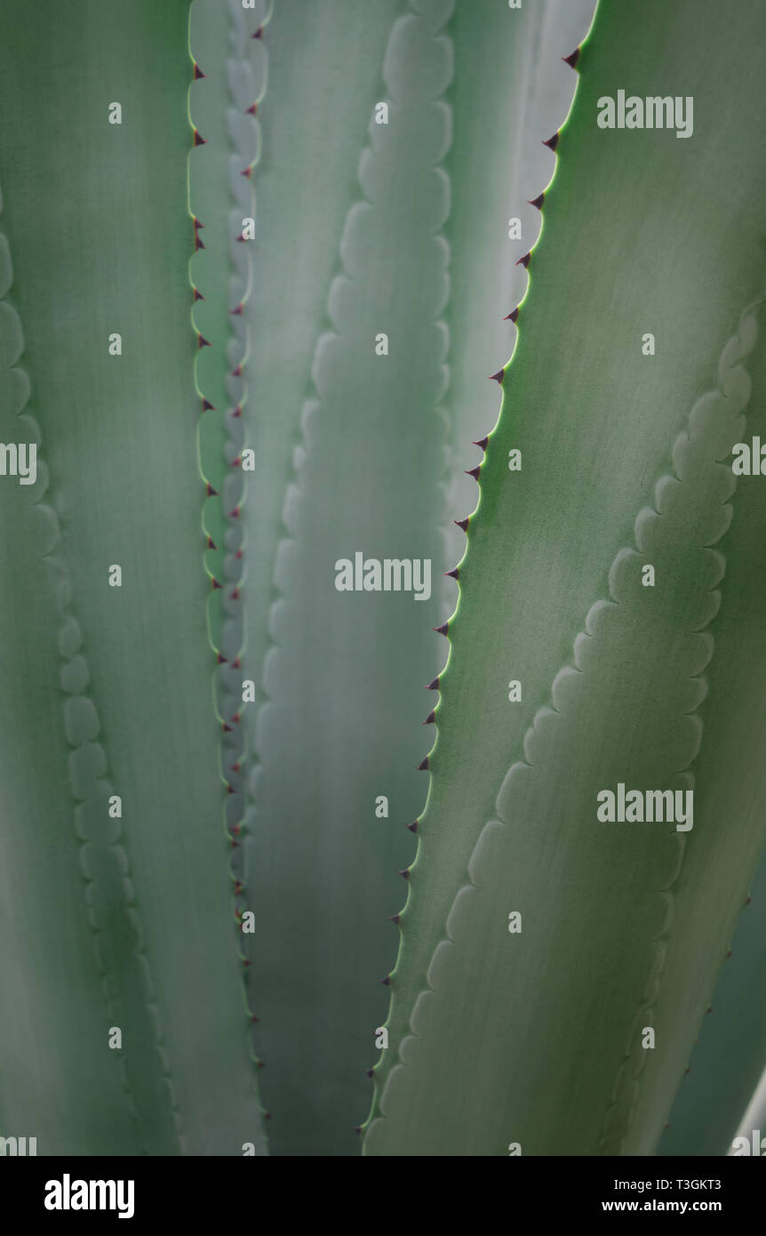 Agave succulent plant freshness texture on leaves surface with thorn of ...